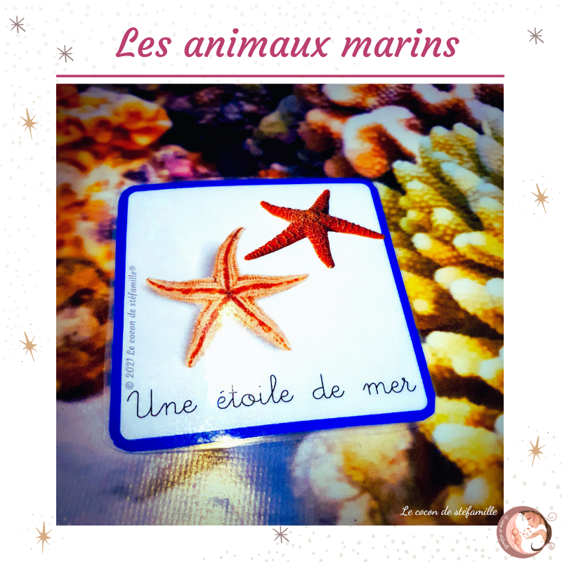 Les animaux marins