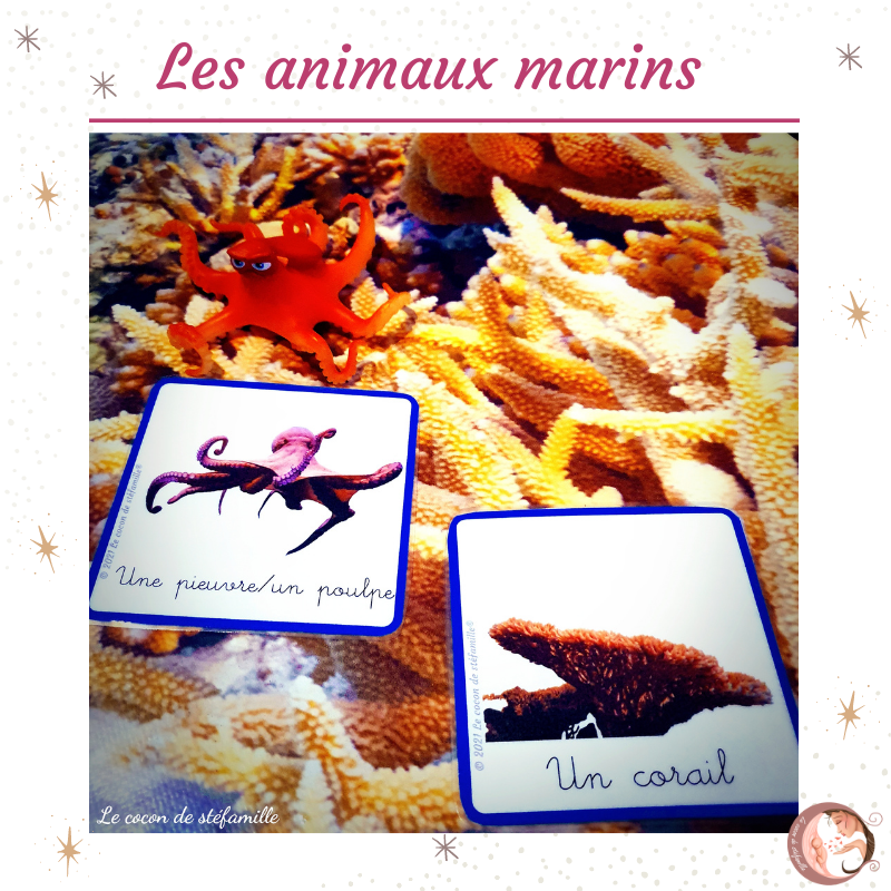 Les animaux marins