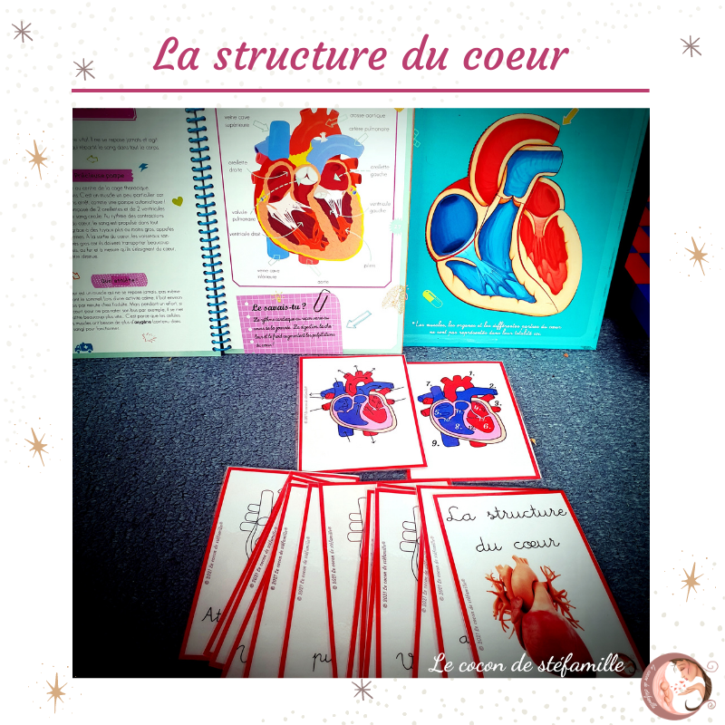 La structure du coeur