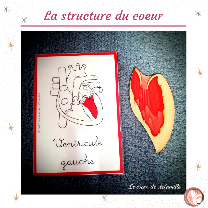 La structure du coeur