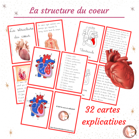 La structure du coeur