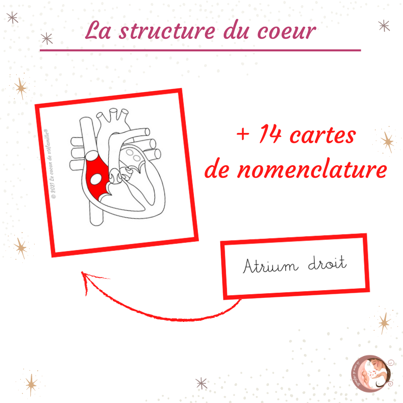 La structure du coeur